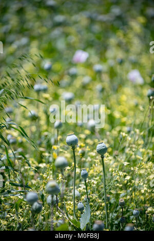 Farms in Tasmania produce about 50% of the world's licit poppy straw ...