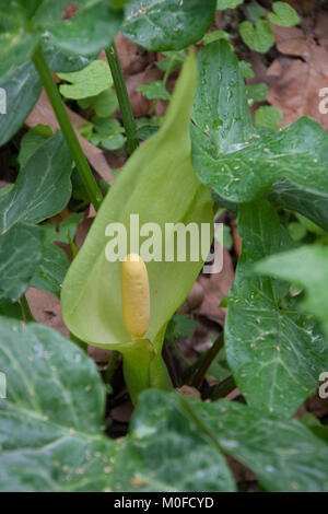 wild arum (Arum maculatum) flower growing in hedgerow, Norfolk, England ...