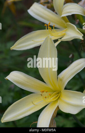 The Trumpet Lilium African Queen Flowers from the botanical garden of ...