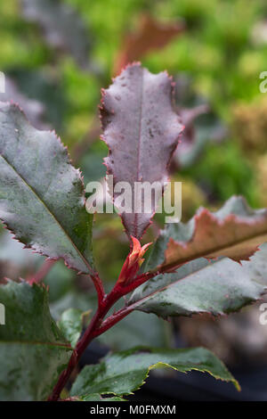 Photinia x fraseri 'Magical Volcano' Stock Photo - Alamy