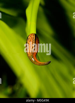 Tiger leeches (Haemadipsa picta) on the outside of a leech sock, worn ...