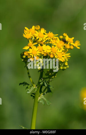 Butterweed (Packera glabella Stock Photo - Alamy