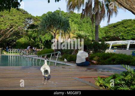 Australian white ibis bird at Riverway pool, Townsville, Queensland ...