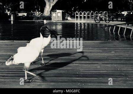 Australian white ibis bird at Riverway pool, Townsville, Queensland ...