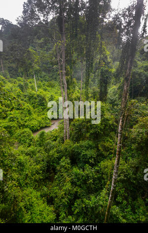 Tall trees of primary rainforest Stock Photo - Alamy