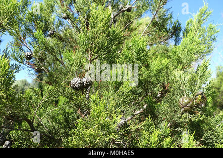 Callitris preissii - Jardín Botánico de Barcelona - Barcelona, Spain ...