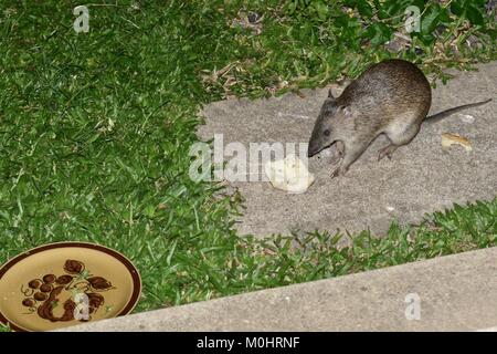 Northern Brown Bandicoot Isoodon macrourus Photographed in Queensland ...