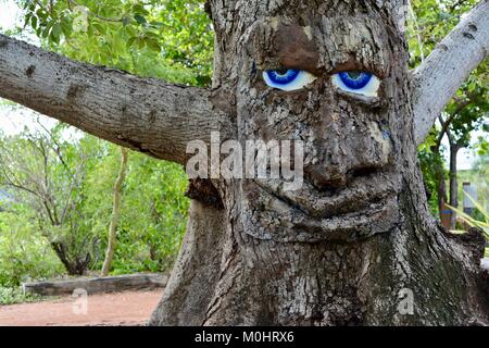 Tree trunk with eyes, nose, and mouth, Burlington, Ontario Stock Photo ...