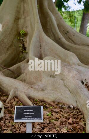 Variegated fig (Ficus variegata) roots, fruits and trunk, Anderson Park ...