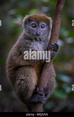 Eastern bamboo lemur, eastern lesser bamboo lemurs (Hapalemur griseus ...
