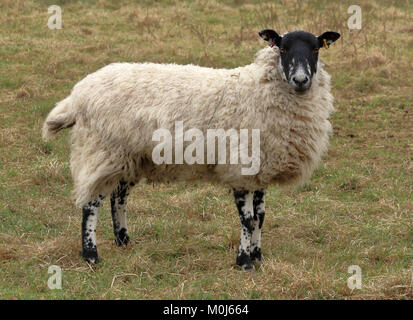 Beulah Speckled Face sheep grazing in a Nature Reserve in winter snow ...