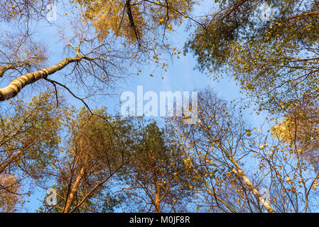 Tall trees forest viewed from below Stock Photo - Alamy