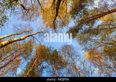 Tall trees forest viewed from below Stock Photo - Alamy