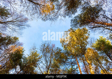 Tall trees forest viewed from below Stock Photo - Alamy