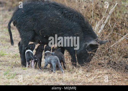 Florida wild hog pig animal razorback piney woods rooter Stock Photo ...