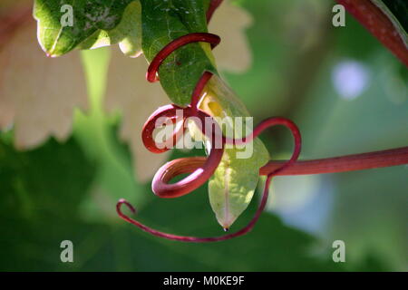 grape vine tendril Stock Photo: 54146232 - Alamy