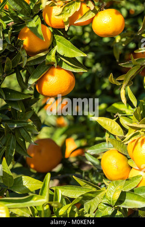 Tangerine Tree Garden Fresh Juicy Natural Mandarins Farming And ...