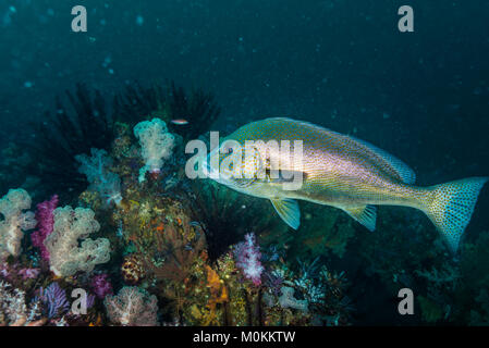 Painted sweetlips, Diagramma pictum (Thunberg, 1792). Kushimoto ...