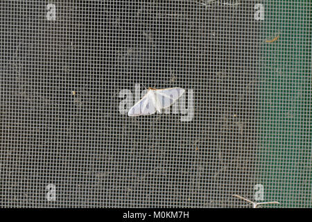 transparent white olive leaf or jasmine moth Latin name palpita ...