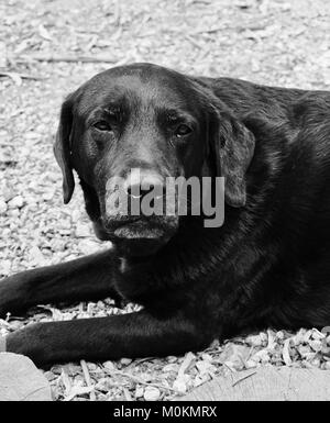 Old, black Labrador dog with grey muzzle on white background Stock ...