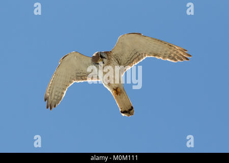 A Nankeen Kestrel (Falco cenchroides) in flight near Burns Beach, Perth ...