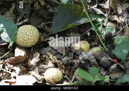Common puffball is a posionous toadstool Stock Photo - Alamy