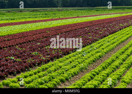vegetable cultivation farm. cultivation of green salad Stock Photo - Alamy