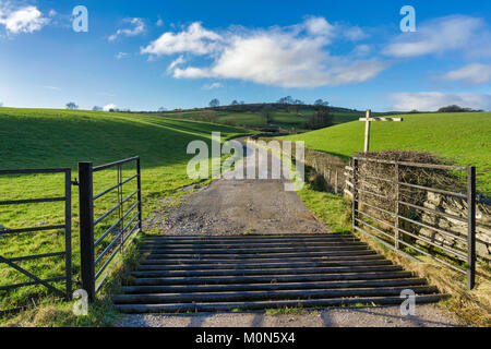 Gravel open road with cattle grid gate across green cultivated fields ...
