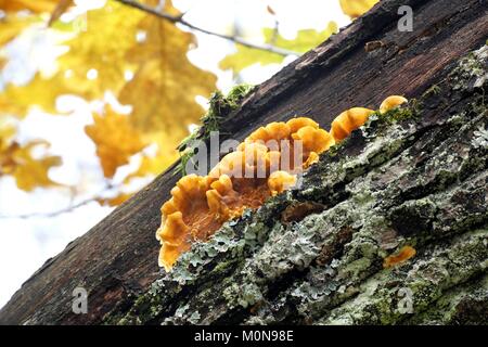 Bleeding oak crust (Stereum gausapatum) on tree stump Stock Photo - Alamy