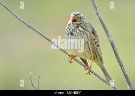 Corn bunting (Emberiza calandra) against green background Stock Photo ...