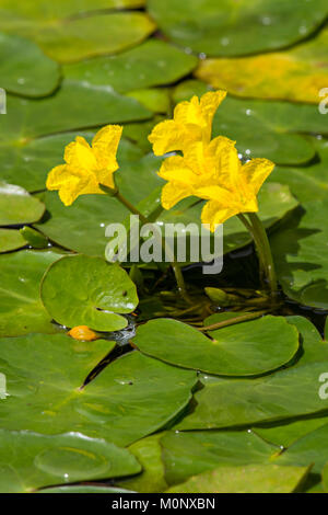 Water fringe (Nymphoides peltata), aquatic plant, Lake Kerkini ...