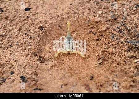 Arizona Bark scorpion Centruroides exilicauda Sonoran desert Arizona ...