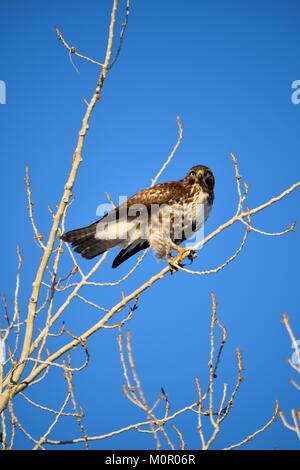 A closeup of a red tailed hawk looking for prey in the woods at ...