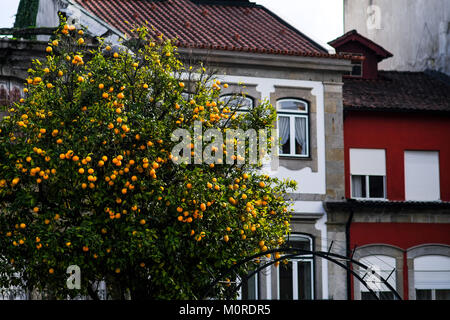 dozens of orange trees in a square of Braga, Portugal are heavy with ...