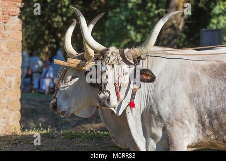 Beautiful bulls with long horns, nose ring tied with ropes and ...