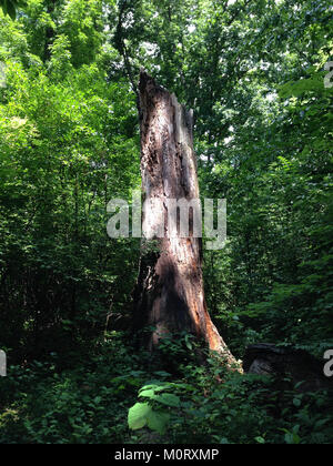 Cardiff Woods Park is a green space featuring lush forests, walking ...