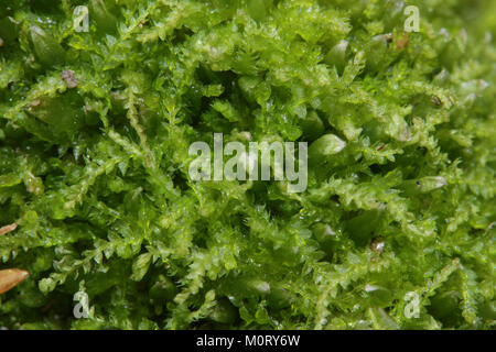 Cephalozia bicuspidata is a species of liverwort, which is a type of ...
