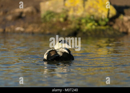 Common Eider drake Stock Photo - Alamy