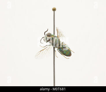 Cephalochrysis ehrenbergi, a species of golden algae Stock Photo - Alamy