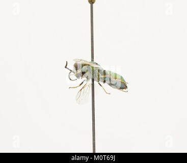 Cephalochrysis ehrenbergi, a species of golden algae Stock Photo - Alamy