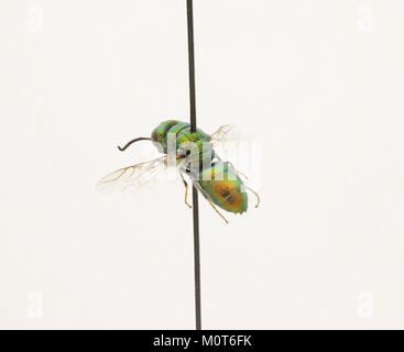 Cephalochrysis ehrenbergi is a species of parasitic wasp in the family ...