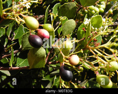The Cassine peragua tree, native to South Africa, is known for its ...