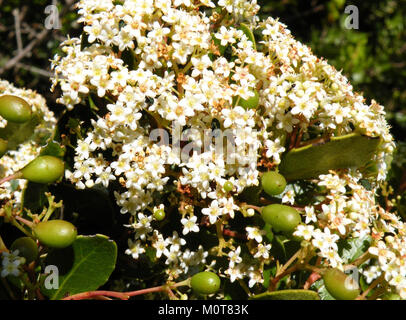 The Cassine peragua tree, native to South Africa, is known for its ...