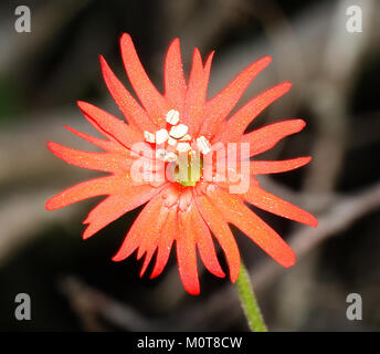 A photograph of Silene laciniata major, commonly known as catchfly ...