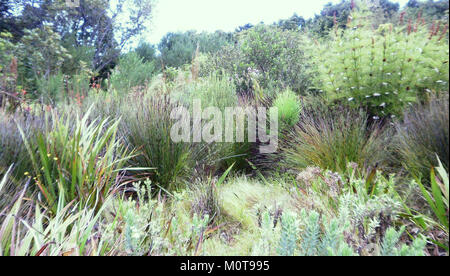 The Cape Lowland Freshwater Wetland in South Africa is a vital ...