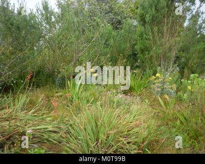 The Cape Lowland Freshwater Wetland is home to a diverse range of plant ...