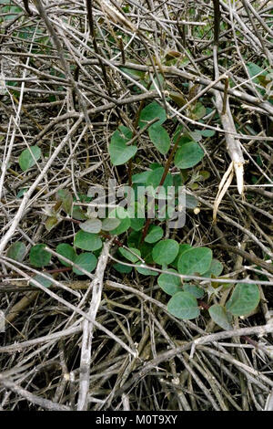 Capparis spinosa, commonly known as the caper plant, is native to arid ...