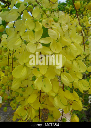 Cassia fistula flower, also known as the golden shower or indian laburnum. It is called konna ...