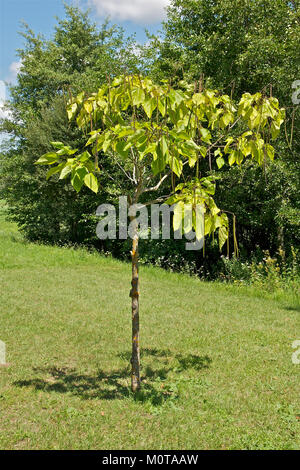 Catalpa bignonioides, commonly known as the Southern Catalpa, is a tree ...