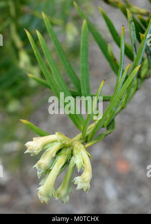Cephalotaxus sinensis, also known as the Chinese yew, is a coniferous ...